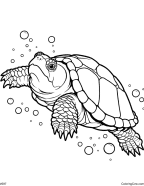 Snapping Turtle Coloring Page